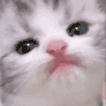 iris_shirosaki Stream - Watch Live on Kick