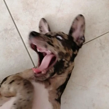 Choloco Stream - Watch Live on Kick