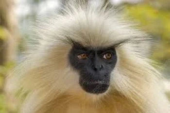 ohsd_Q Stream - Watch Live on Kick