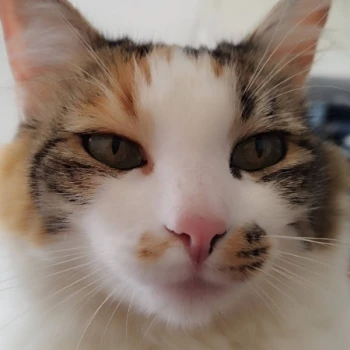 Di_go_14 Stream - Watch Live on Kick