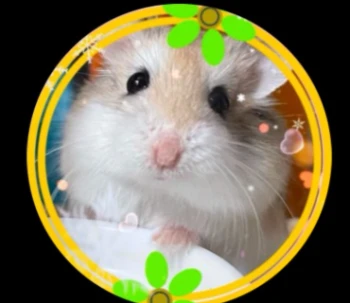 hamuSuTa_aZ Stream - Watch Live on Kick