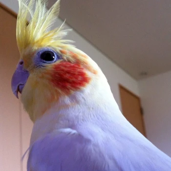 platypus2000jp Stream - Watch Live on Kick